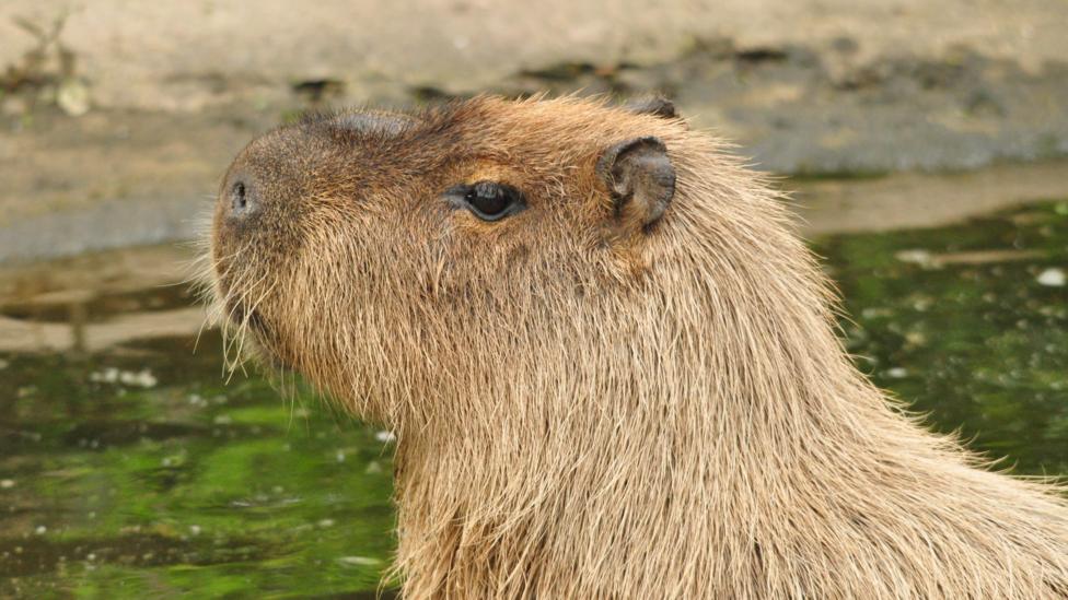 How Cinnamon's great Shropshire escape led to capybara craze - BBC News