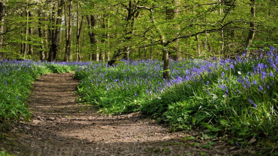 Arlington Bluebell Walk opens for 52nd year - BBC News