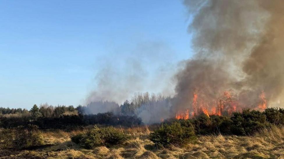 York nature charity tackles aftermath of spate of fires - BBC News