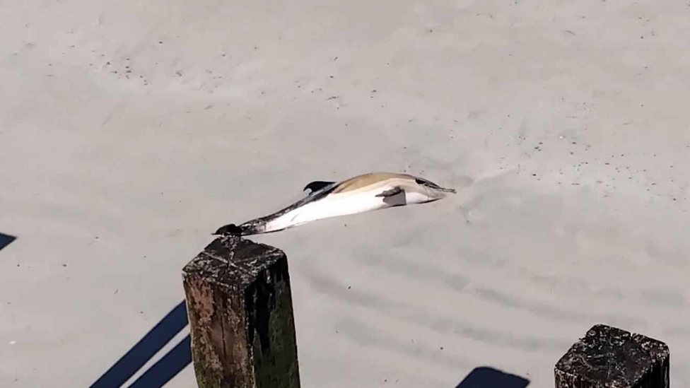 Dead dolphin sparks 'avoid area' warning on Guernsey beach - BBC News