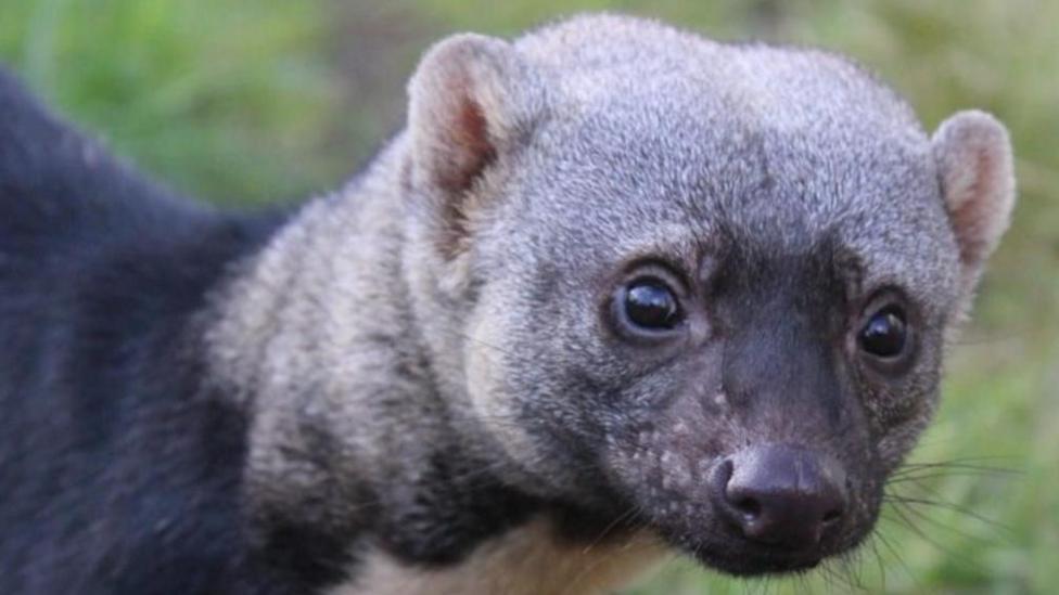 Kent: Exotic animal escapes from conservation centre - BBC News