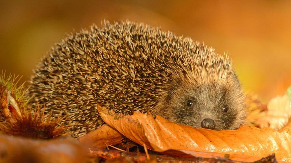 IUCN Red List: European hedgehog listed as near threatened - BBC Newsround