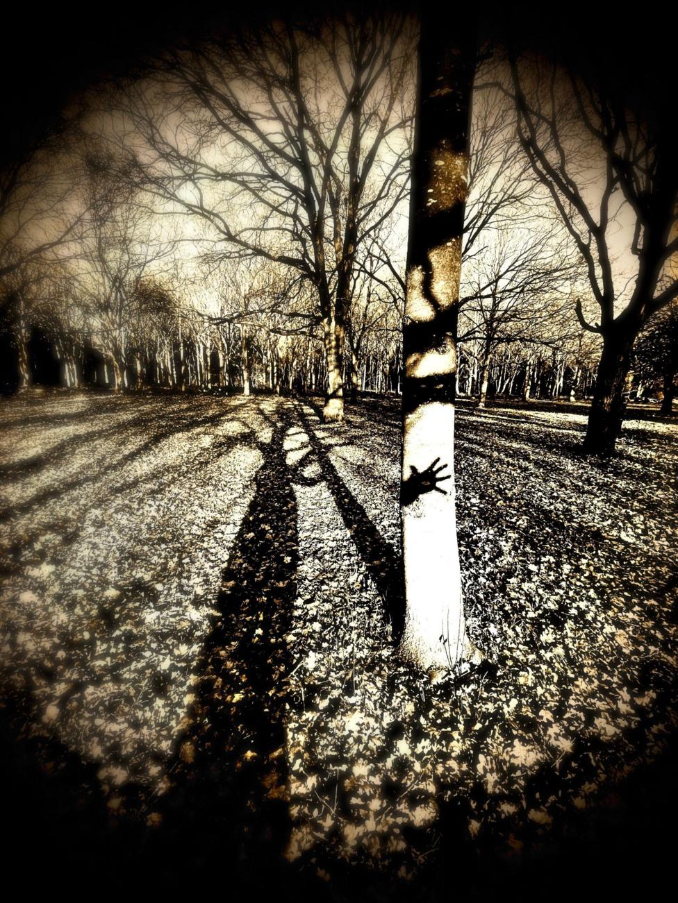 Your pictures on the theme of 'shadows' - BBC News