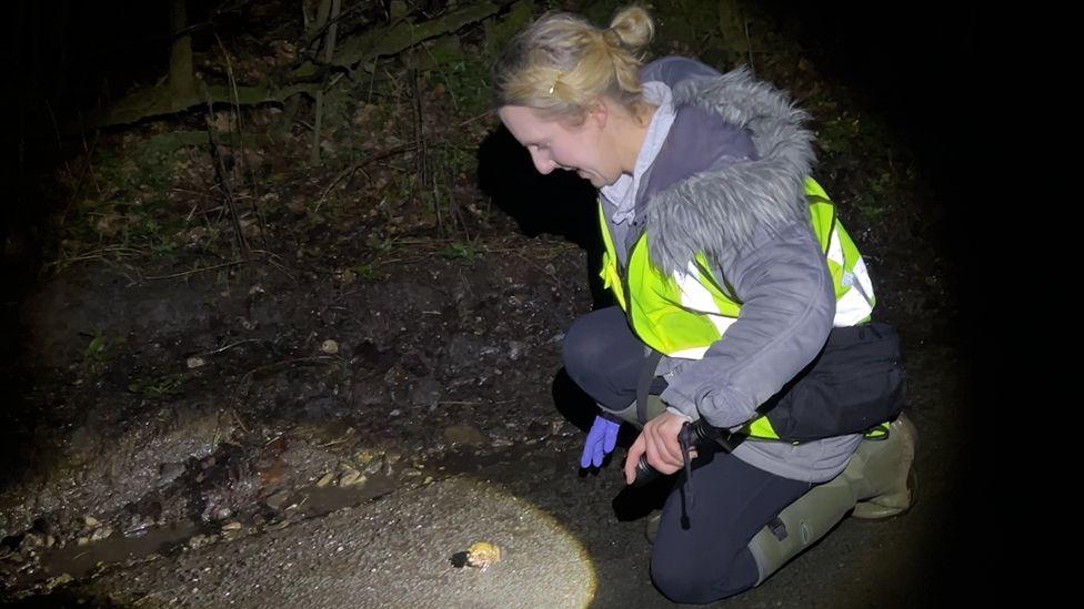 I walk toads across the road so they don't get squashed - BBC News