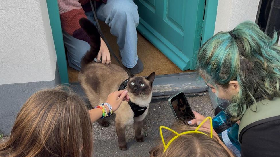 Feline fans on the prowl in Brighton cat tour - BBC News