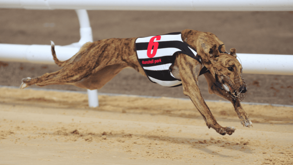 Greyhound track at Dunstall Park holds first races ahead of opening ...