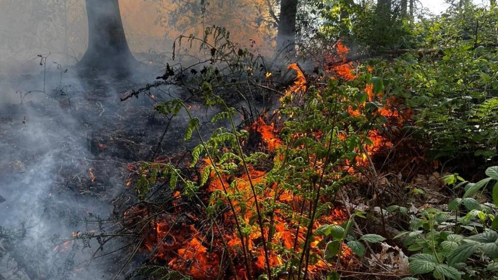 Delamere Forest: Fire crews tackle blaze at Cheshire beauty spot - BBC News