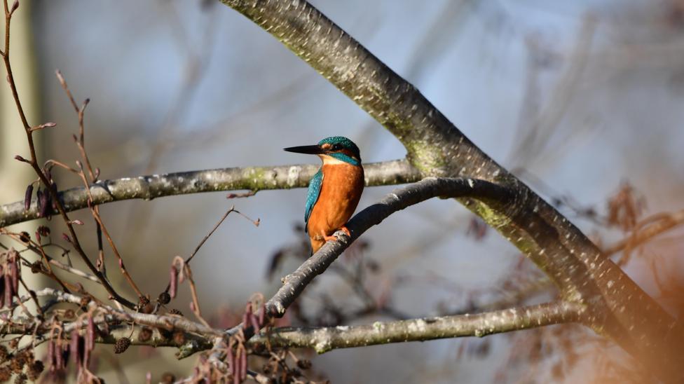 In Pictures: London's wildlife captured by the camera lens - BBC News