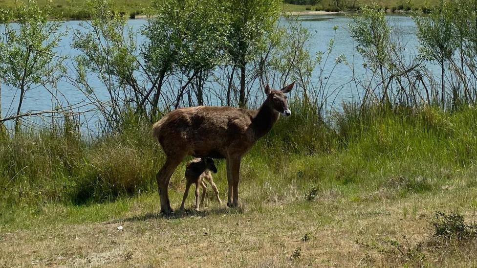 Wildlife reserve welcomes birth of endangered white-lipped deer - BBC News