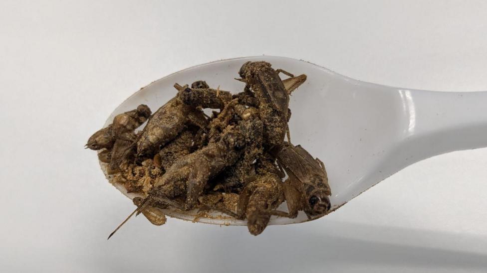 Culinary taste challenge for edible insect advocates - BBC News
