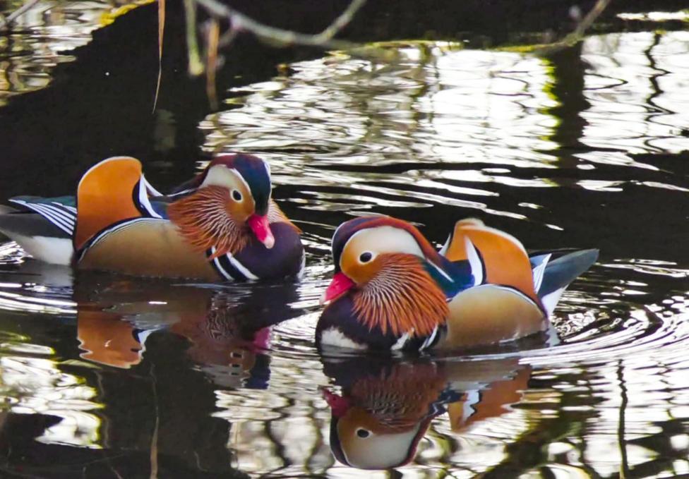 Your pictures of Scotland: Photographs from around the country - BBC News