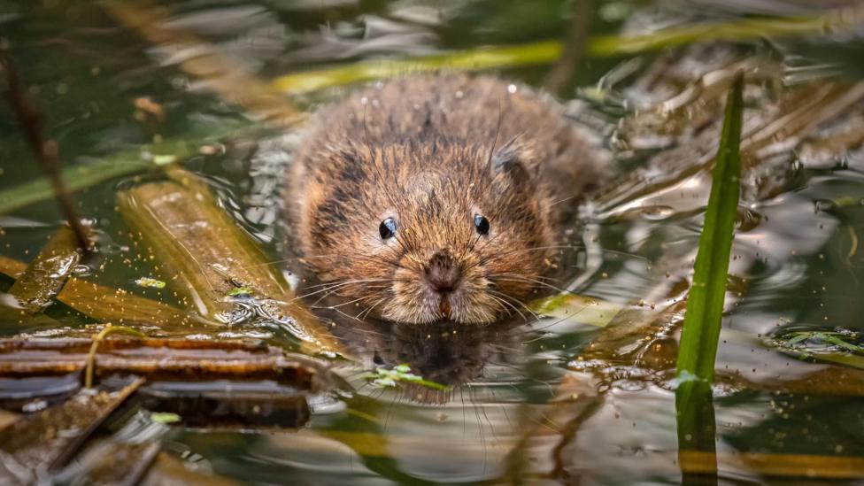 Wildlife benefits from Hertfordshire chalk river restoration - BBC News