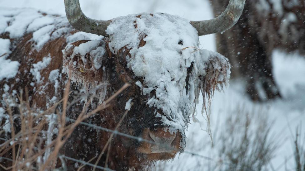 Weather watchers snow pictures from across the UK - BBC News