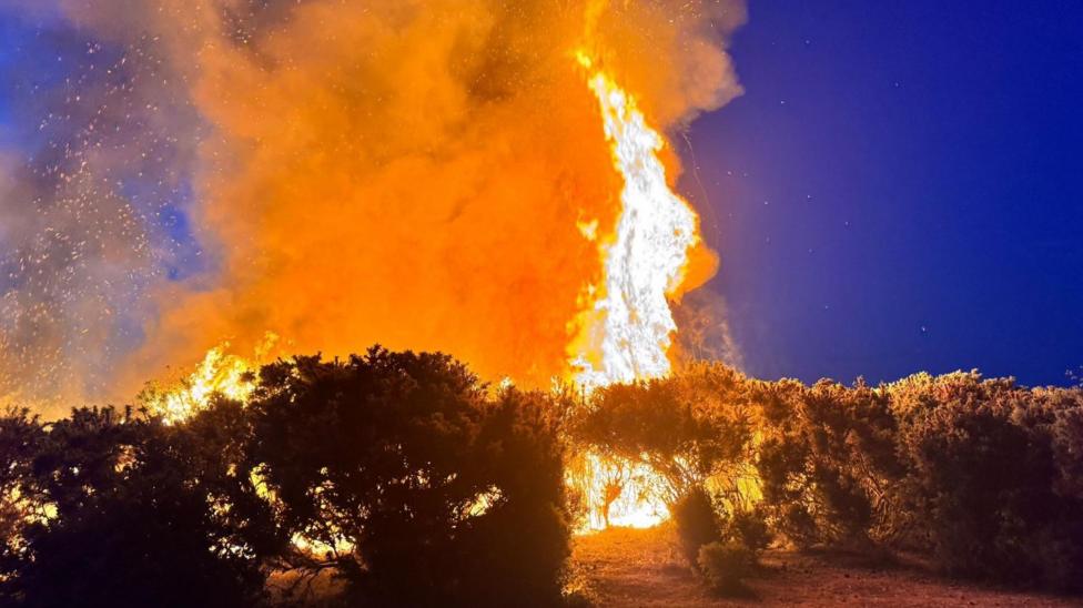 New Forest areas assessed for damage after seven weekend fires - BBC News