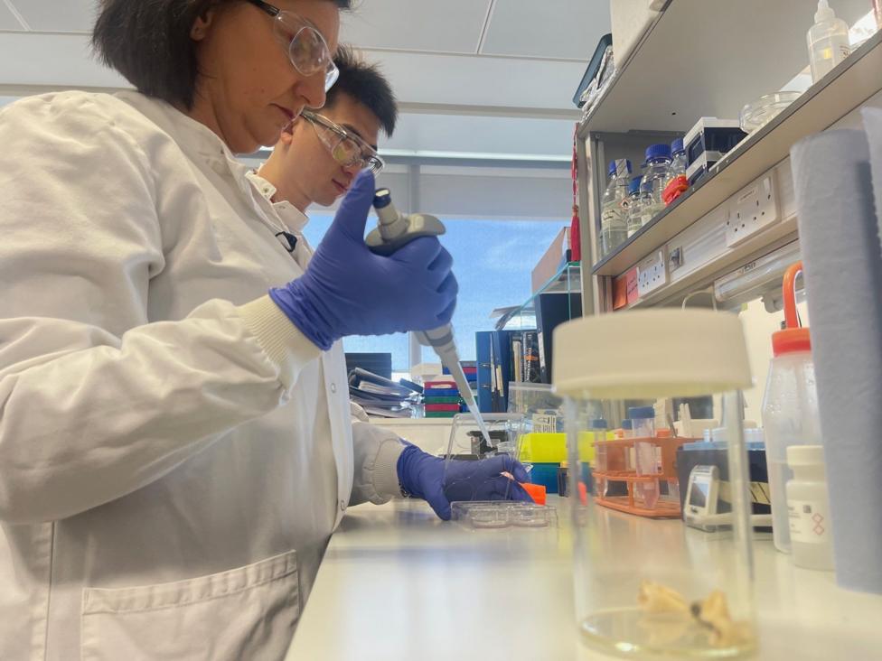 King's College scientists' lab-grown teeth breakthrough - BBC News