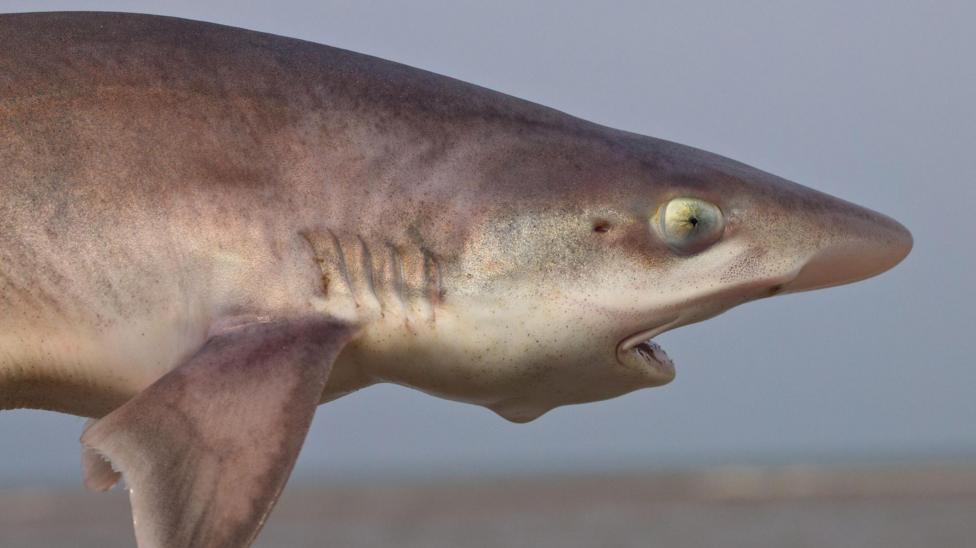 Belfast: Connswater shark sighting was 'quite a surprise' - BBC News