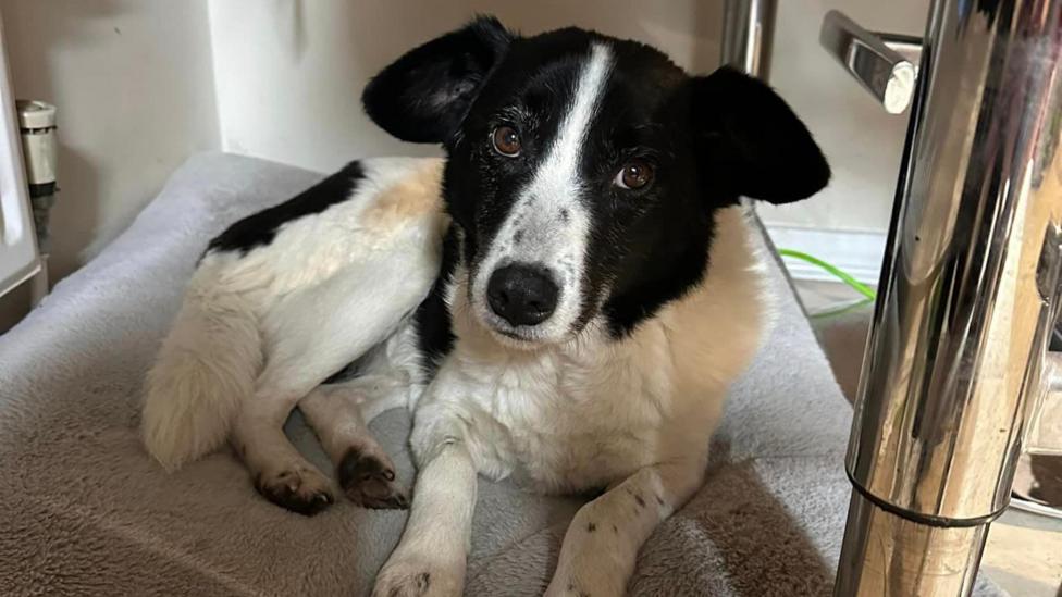 Ozzie: Owner's delight as lost dog found in Cornwall - BBC News