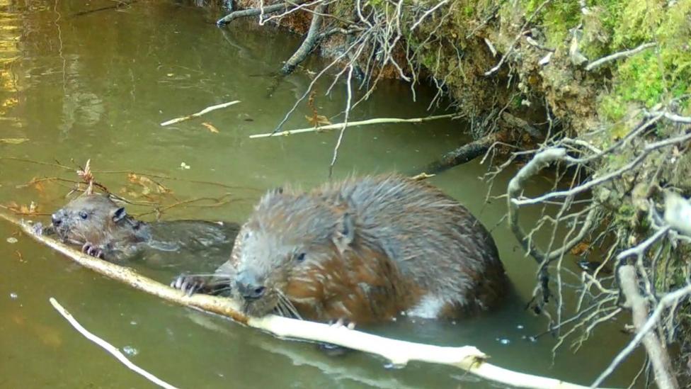 Beavers released in Hampshire's South Downs National Park - BBC News