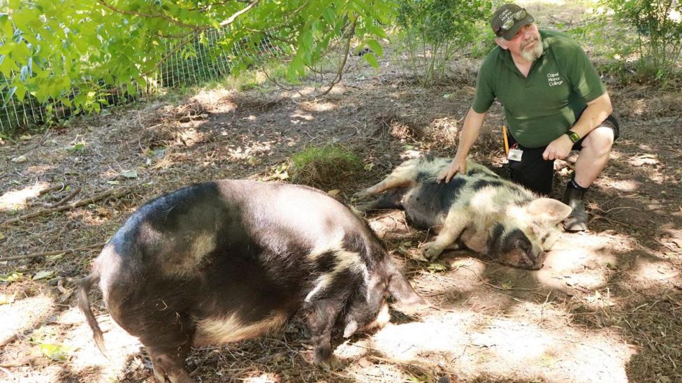 Gunnersbury Park: Kunekune pigs introduced to manage land - BBC News