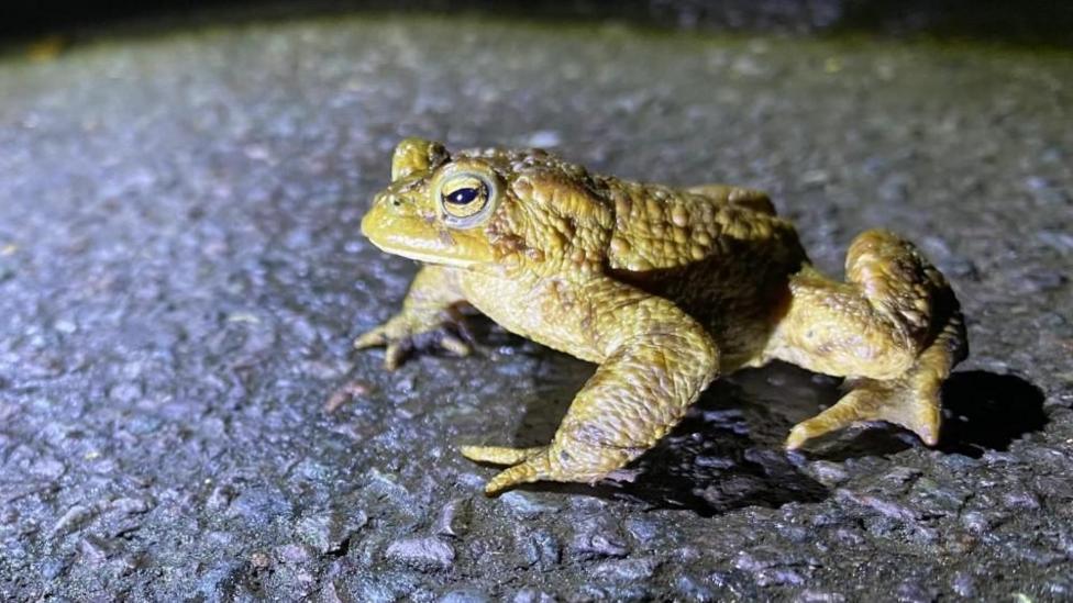 Swindon ponds are home to protected newt, survey finds - BBC News