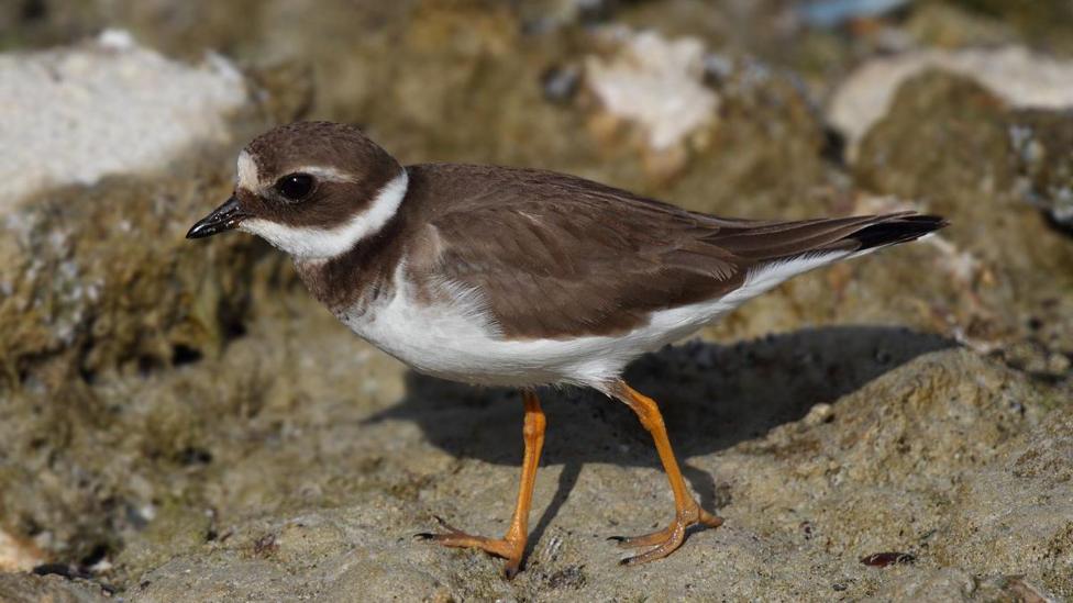 Manx charity to manage land 'for nature in perpetuity' - BBC News