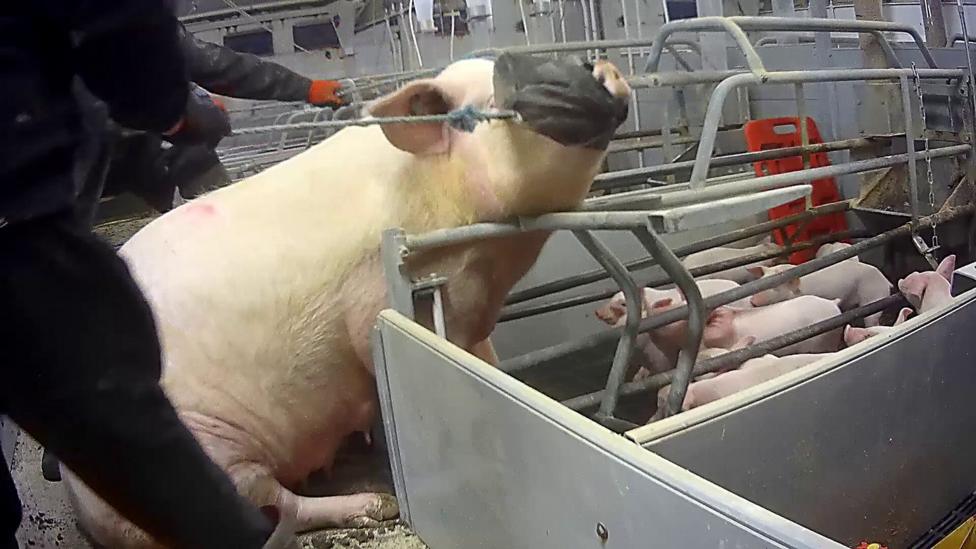 Second Lincolnshire Cranswick pig farm facing abuse claims - BBC News