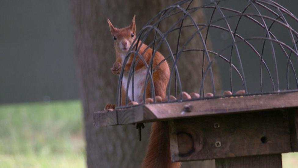 Red squirrels back in Herefordshire after farm opens new enclosure ...
