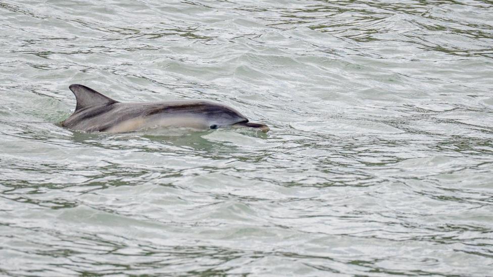 New Quay: Bottlenose dolphins spotted killing dolphin calf - BBC News