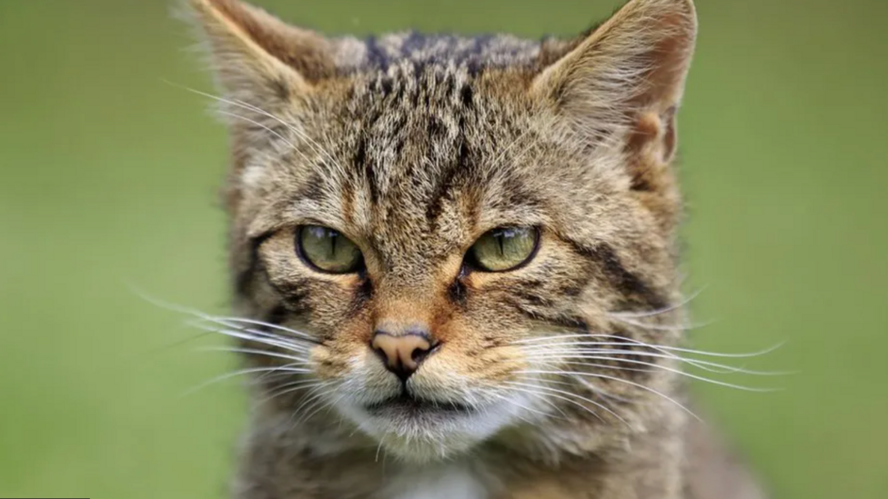 Devon Wildlife Trust launches wildcat reintroduction study - BBC News