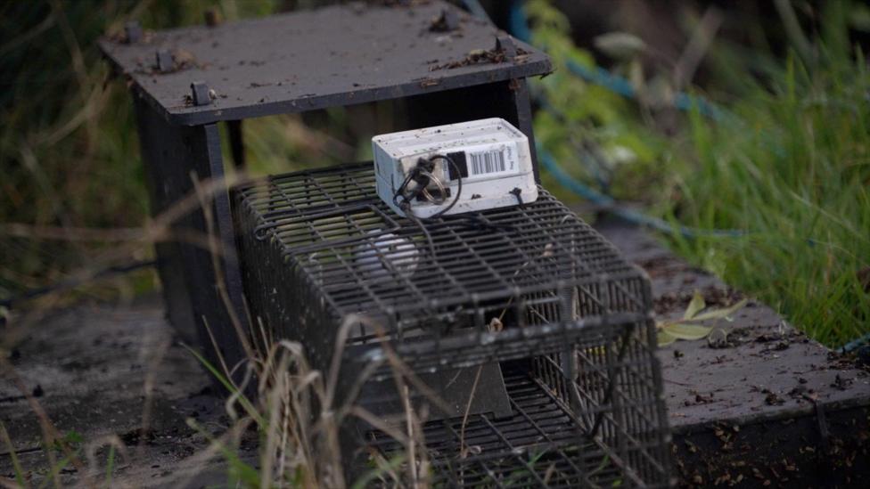 Mink cull aims to help save water vole recovery in South East - BBC News