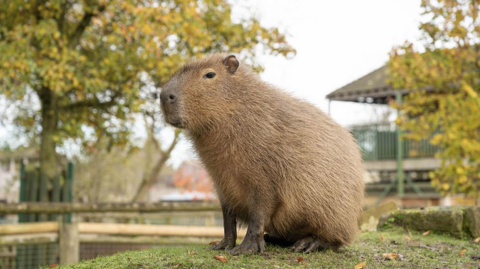 London Zoo becomes summer home for pair of giant rodents - BBC News