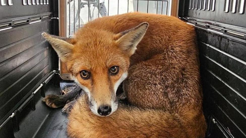 Hackney resident's fox rescue sparks unusual bond - BBC News