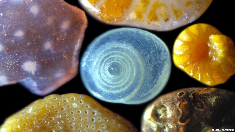 Mega close-up pictures of sand! - BBC Newsround