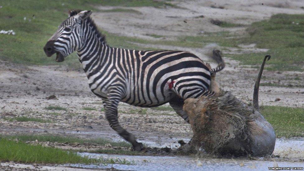 Amazing pictures: Zebra fights off a lion attack - BBC Newsround