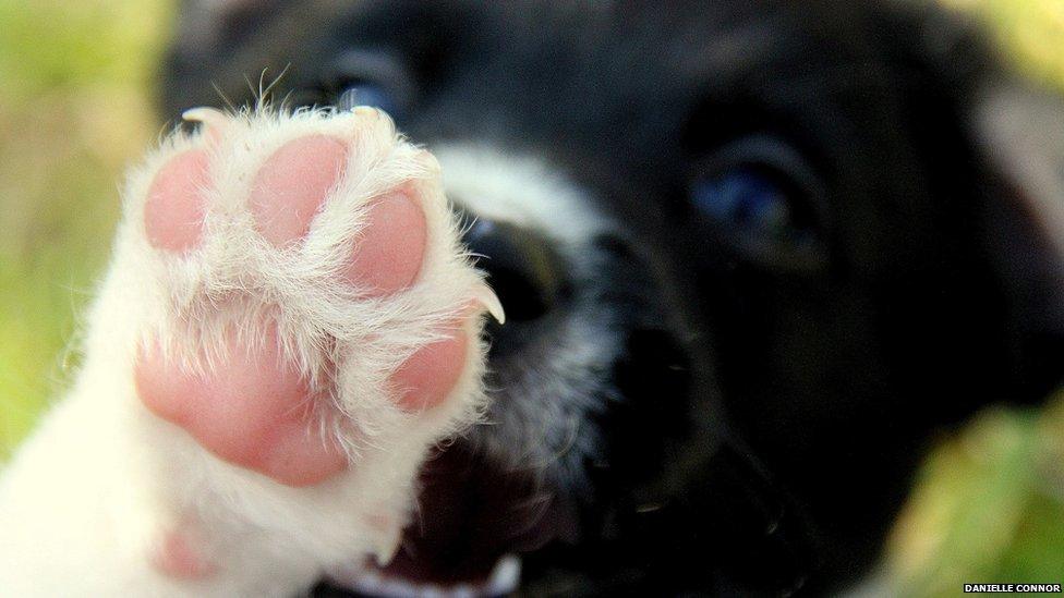 Pictures: Dog photographer of the year - BBC Newsround
