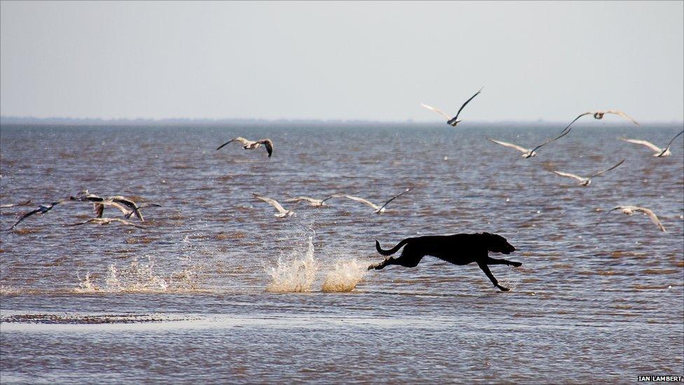 Pictures: Dog photographer of the year - BBC Newsround