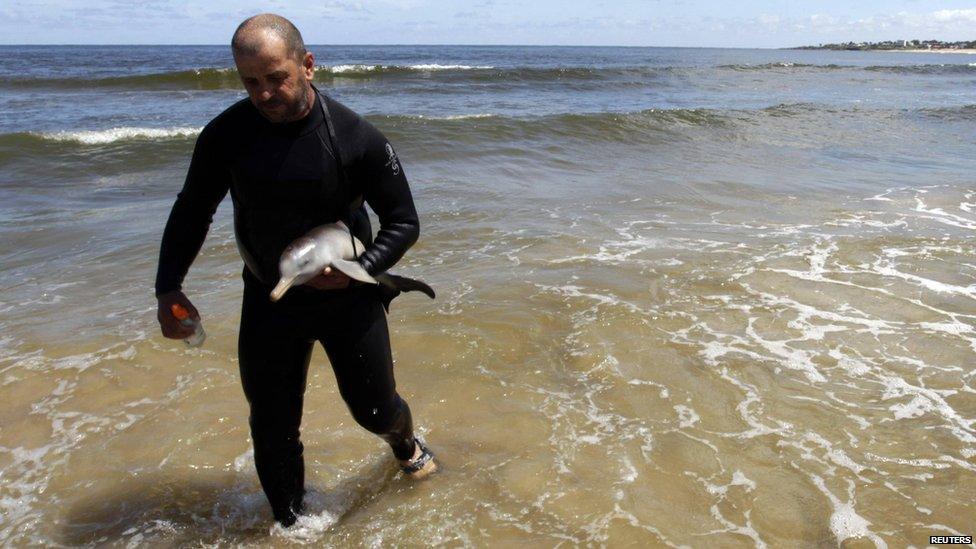 Pictures: Ultra-cute newborn dolphin being hand-reared - BBC Newsround