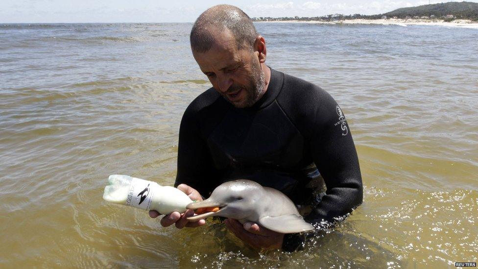 Pictures: Ultra-cute newborn dolphin being hand-reared - BBC Newsround