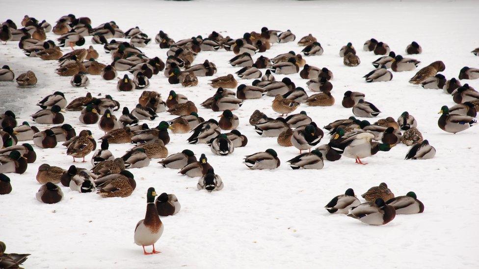 Your pictures: Frozen - BBC News