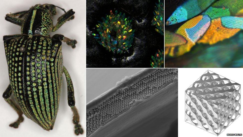 Diamond weevil's apt name explained - BBC News