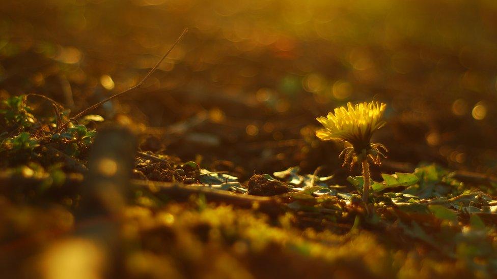 Your pictures: Spring - BBC News