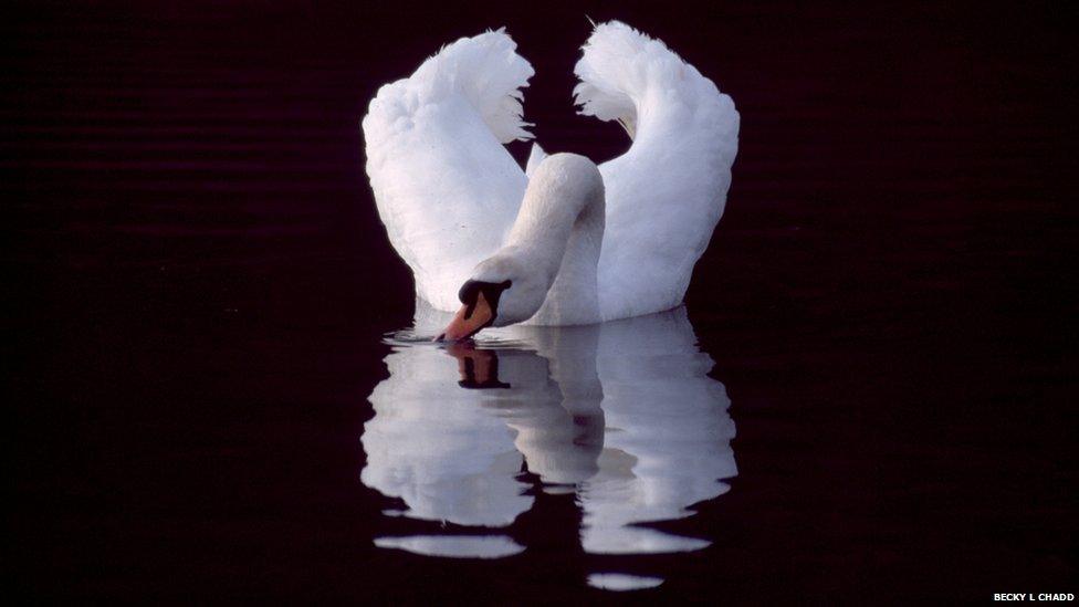 Pictures: Wild Planet photographs on display - BBC Newsround