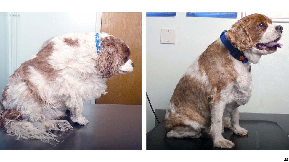 Pictures: 2012 Pet slimming winners - BBC Newsround