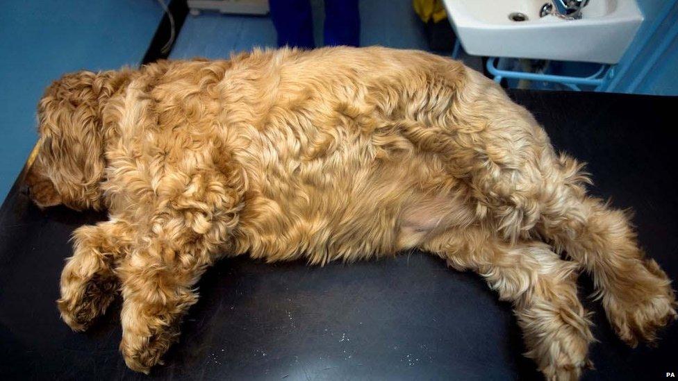 Pictures: 2012 Pet slimming winners - BBC Newsround