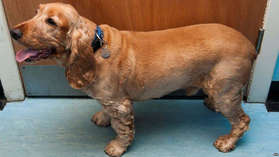 Pictures: 2012 Pet slimming winners - BBC Newsround