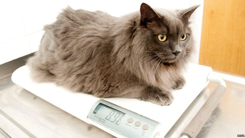 Pictures: 2012 Pet slimming winners - BBC Newsround