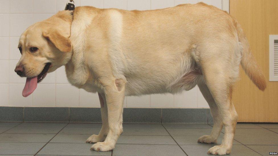 Pictures: 2012 Pet slimming winners - BBC Newsround