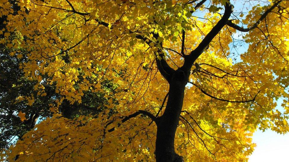 Your pictures of Scotland: 19 - 26 October - BBC News