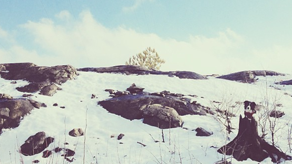 Pictures: Forget Where's Wally... where is Momo? - BBC Newsround