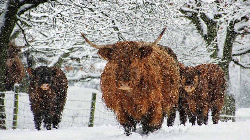 Your brilliant snow pictures - BBC Weather